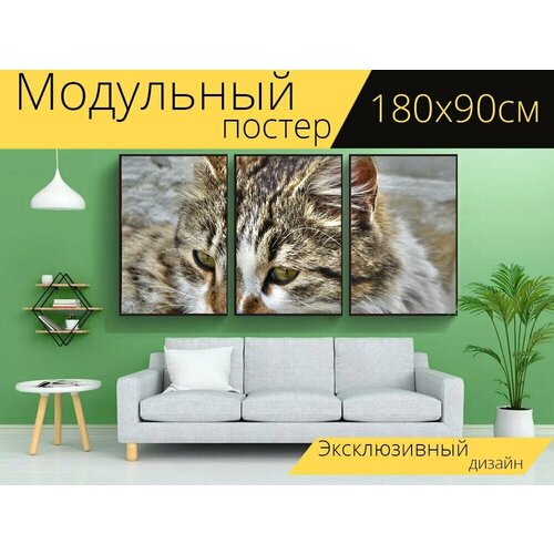 Модульный постер "Кот, похмелье, голова" 180 x 90 см. для интерьера