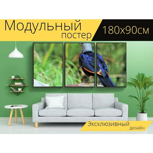 Модульный постер "Красныйкрылатый скворец, столовая гора, наблюдение за птицами" 180 x 90 см. для интерьера