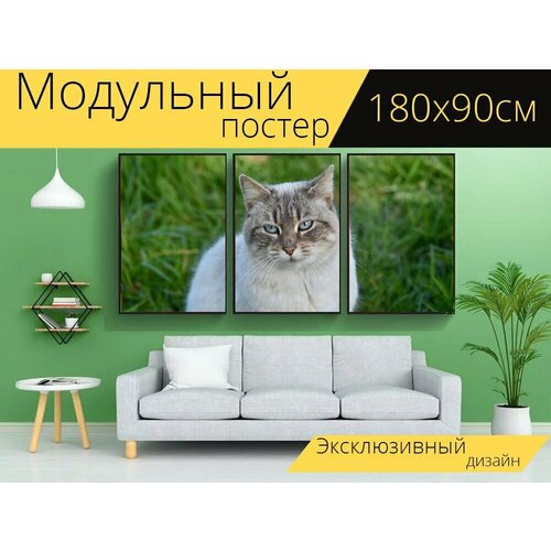 Модульный постер "Кошка, котенок, кошка с голубыми глазами" 180 x 90 см. для интерьера