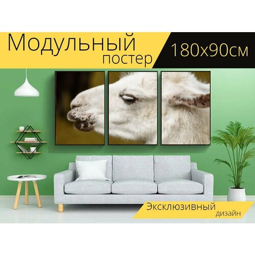 Модульный постер "Лама, животное, портрет" 180 x 90 см. для интерьера