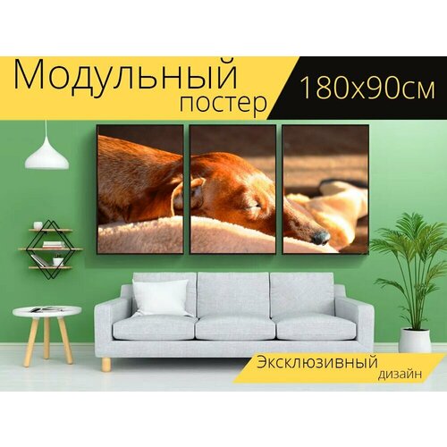 Модульный постер "Такса, спать, собака" 180 x 90 см. для интерьера