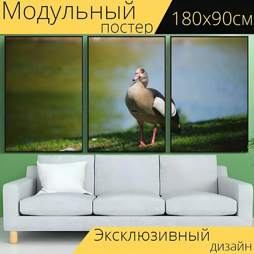Модульный постер "Гусь, нильский гусь, птица" 180 x 90 см. для интерьера