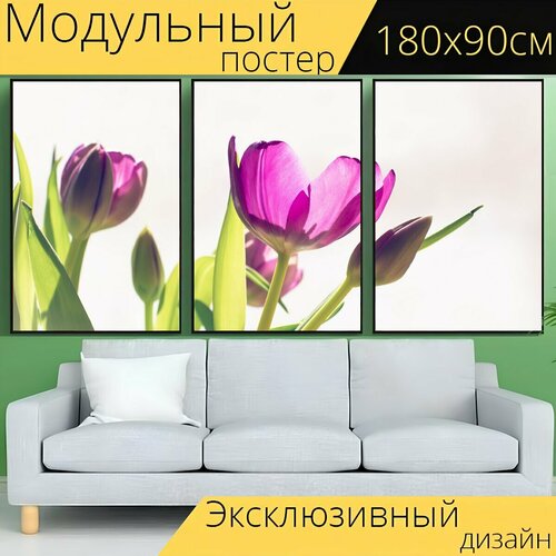 Модульный постер "Цветок, тюльпаны, розовый" 180 x 90 см. для интерьера