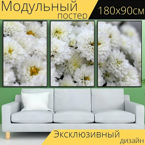 Модульный постер "Хризантема, белые цветки, природа" 180 x 90 см. для интерьера