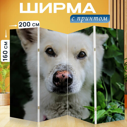 Ширма перегородка с принтом "Собака, домашнее животное, грязный" на холсте - 200x160 см. для зонирования, раскладная