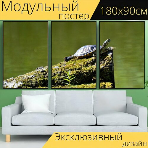 Модульный постер "Черепаха, рептилия, воды черепаха" 180 x 90 см. для интерьера