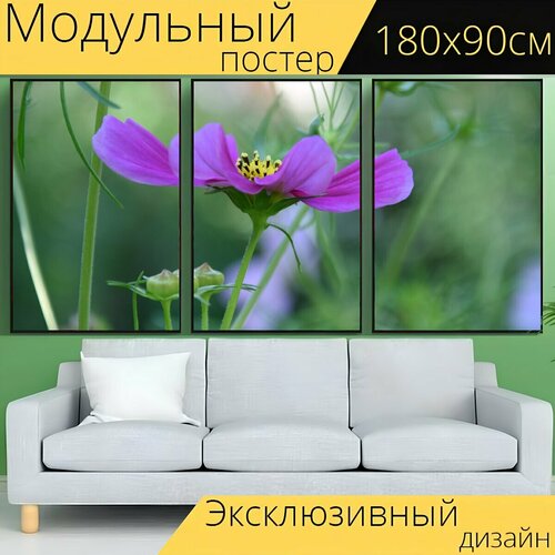 Модульный постер "Космея, летний цветок, цвести" 180 x 90 см. для интерьера
