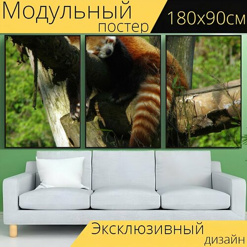 Модульный постер "Панда, ру, зоопарк лилль" 180 x 90 см. для интерьера