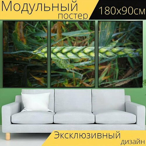 Модульный постер "Зерно, пшеница, сельское хозяйство" 180 x 90 см. для интерьера