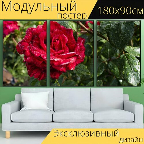 Модульный постер "Роза, цветы, цветок" 180 x 90 см. для интерьера