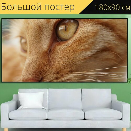 Большой постер "Кот, животное, котенок" 180 x 90 см. для интерьера