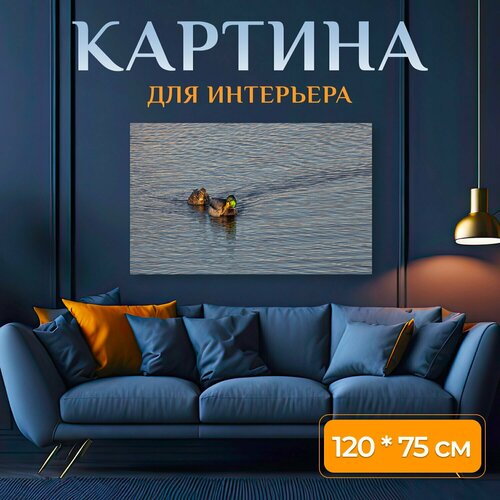 Картина на холсте "Утки, крякв, озеро" на подрамнике 120х75 см. для интерьера