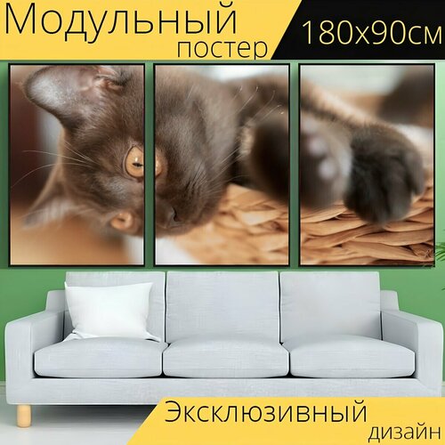 Модульный постер "Кот, котенок, милый" 180 x 90 см. для интерьера