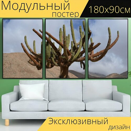Модульный постер "Кактус, природа, пустыня" 180 x 90 см. для интерьера