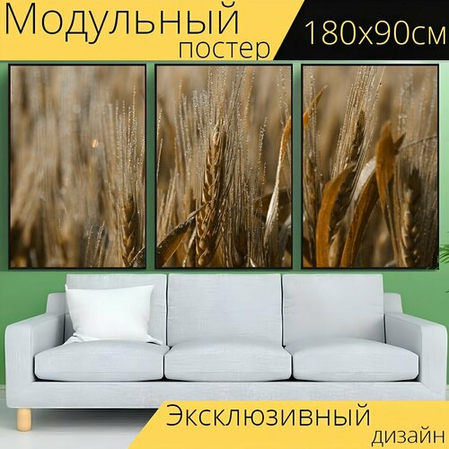 Модульный постер "Пшеница, зерновой, солома" 180 x 90 см. для интерьера