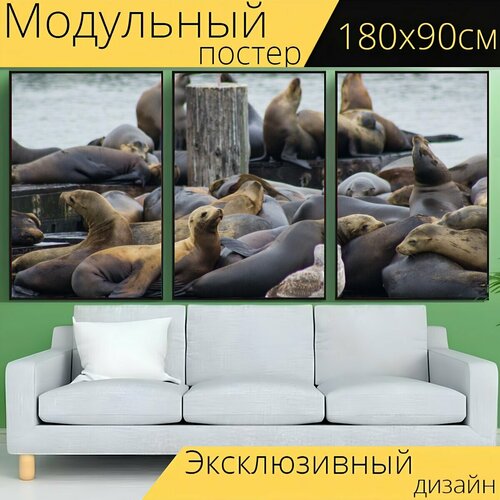 Модульный постер "Тюлень, морской берег, млекопитающее" 180 x 90 см. для интерьера