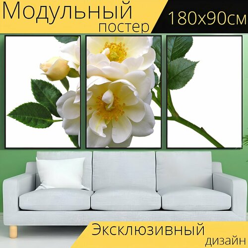 Модульный постер "Розы, белый, цветы" 180 x 90 см. для интерьера