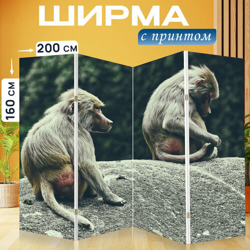 Ширма перегородка с принтом "Бабуин, обезьяна, зоопарк" на холсте - 200x160 см. для зонирования, раскладная
