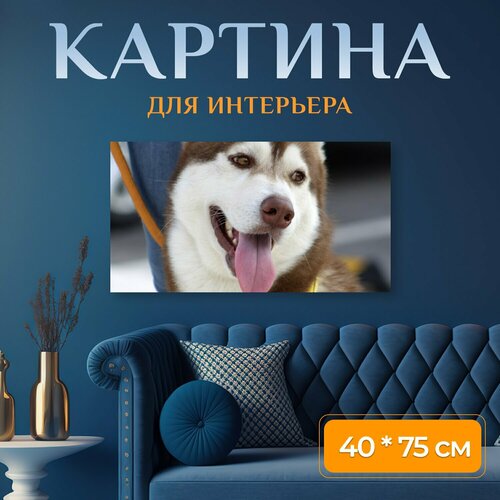 Картина на холсте "Смешное лицо, сибирский хаски, дрессировка собак" на подрамнике 75х40 см. для интерьера
