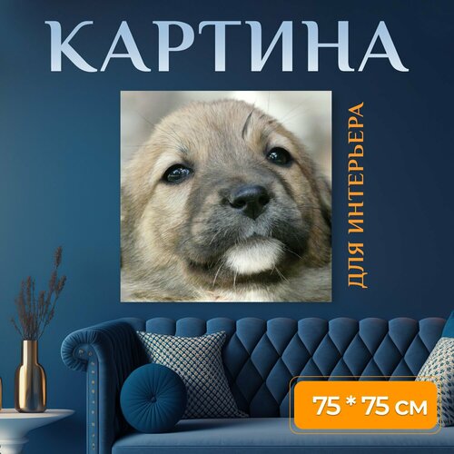 Картина на холсте "Собака, щенок, животное" на подрамнике 75х75 см. для интерьера