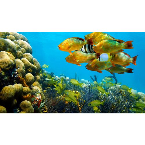 Картина на холсте 60x110 LinxOne "Море стайка кораллы рыбы" интерьерная для дома / на стену / на кухню / с подрамником