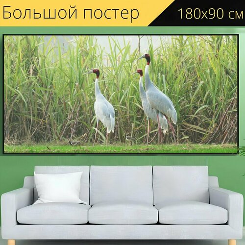Большой постер "Лебедь, птица, трава" 180 x 90 см. для интерьера