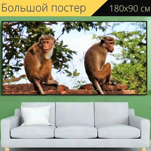 Большой постер "Пара, обезьяна, приматы" 180 x 90 см. для интерьера