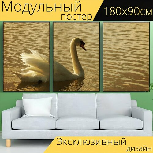 Модульный постер "Лебедь, вода, белый" 180 x 90 см. для интерьера