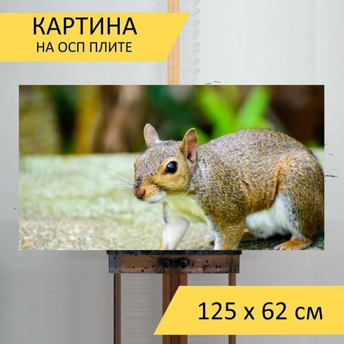 Картина на ОСП 125х62 см. "Белка, милый, животное" горизонтальная, для интерьера, с креплениями