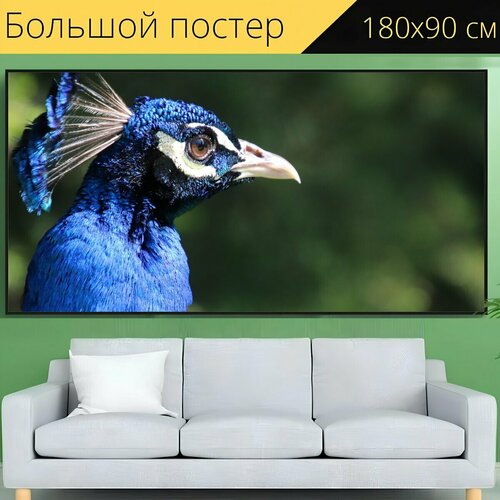 Большой постер "Павлин, синий, птица" 180 x 90 см. для интерьера