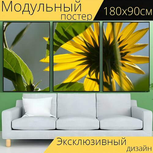 Модульный постер "Подсолнечник, цветок, природа" 180 x 90 см. для интерьера