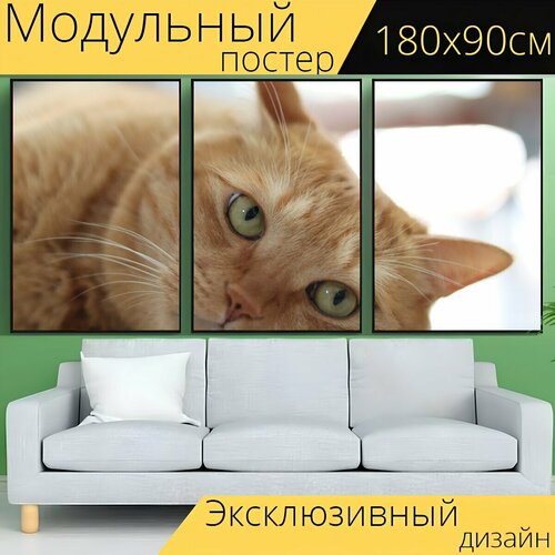 Модульный постер "Кот, кошка, очаровательны" 180 x 90 см. для интерьера