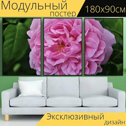Модульный постер "Роуз, розы, флорибунда" 180 x 90 см. для интерьера