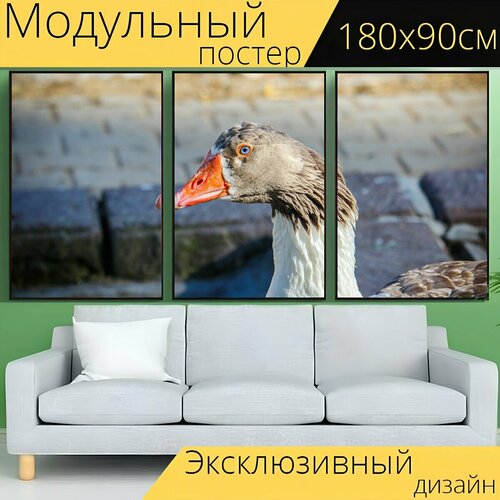 Модульный постер "Гусь, животное, домашняя птица" 180 x 90 см. для интерьера