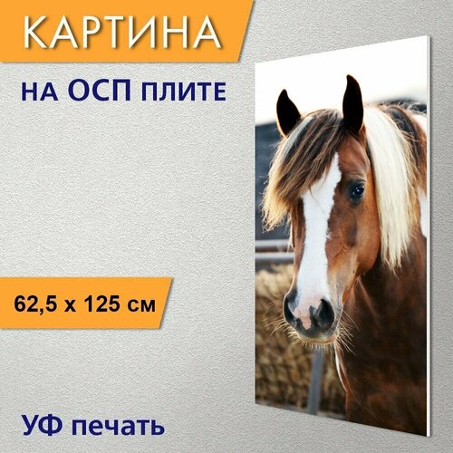 Вертикальная картина на ОСП "Пони, лошадь, пегий" 62x125 см. для интерьериа
