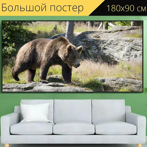 Большой постер "Бурый медведь, урсус арктос, медведь" 180 x 90 см. для интерьера