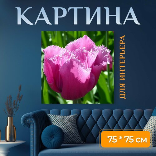 Картина на холсте "Тюльпан, цветок, весна" на подрамнике 75х75 см. для интерьера