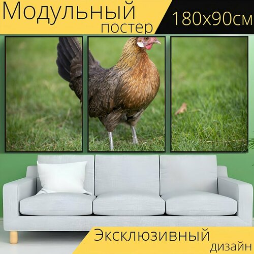 Модульный постер "Курица, петушиный гребень, домашний скот" 180 x 90 см. для интерьера