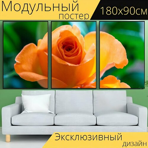 Модульный постер "Розы, апельсин, цветок" 180 x 90 см. для интерьера