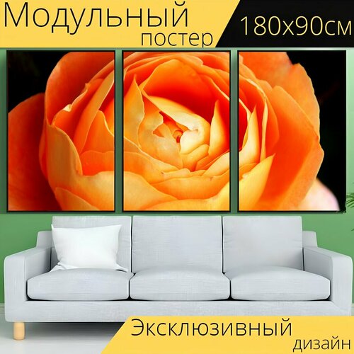 Модульный постер "Роза, апельсин, цвести" 180 x 90 см. для интерьера