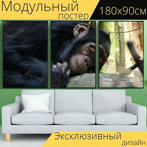 Модульный постер "Млекопитающее, примат, обезьяна" 180 x 90 см. для интерьера