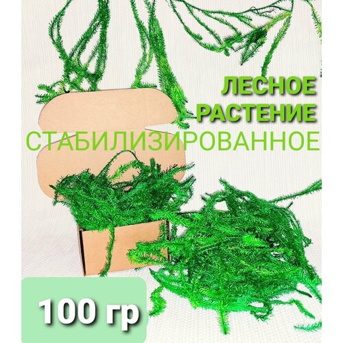 Стабилизированное лесное растение 100 гр Зеленого цвета
