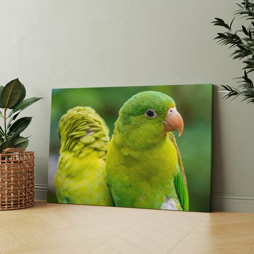 Картина на холсте (взрослый волнистый попугай зеленый ара) 60x80 см/для интерьера/в комнату/на стену/в подарок