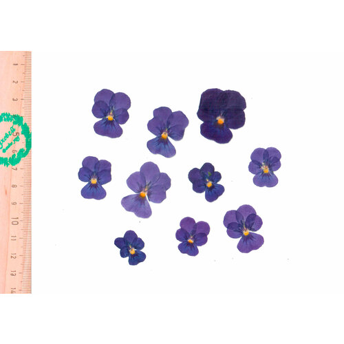 Плоские сухоцветы - Анютины глазки сиреневые, виола для заливки смолой и рукоделия, 10 шт