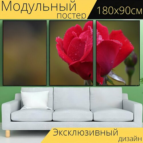 Модульный постер "Роза, утренняя роса, сад" 180 x 90 см. для интерьера