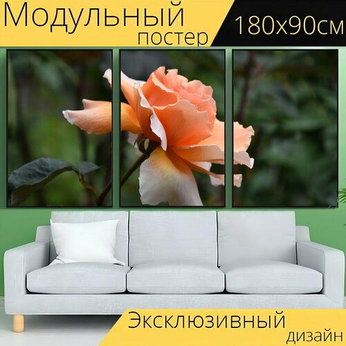 Модульный постер "Персик, роза, цветок" 180 x 90 см. для интерьера