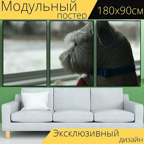 Модульный постер "Окна собаку, шнауцер, собака" 180 x 90 см. для интерьера