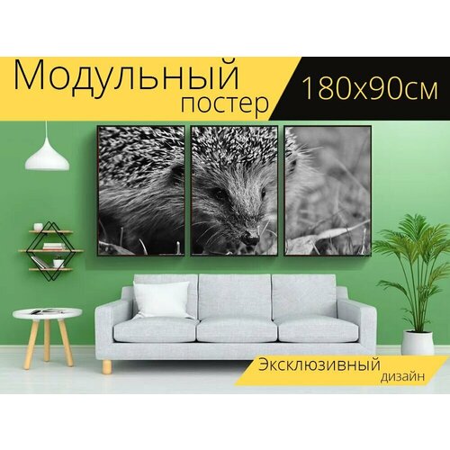 Модульный постер "Ежик, молодой ежик, животное" 180 x 90 см. для интерьера