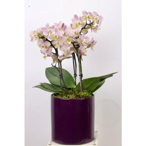Орхидея Фаленопсис Арома в стильной керамике