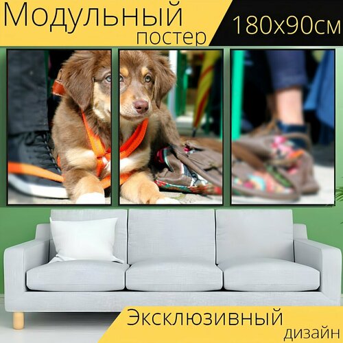 Модульный постер "Собака, щенок, морда" 180 x 90 см. для интерьера